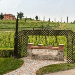 Un grande Pinot bianco da vigne allevate come in Champagne – Vigneto ...