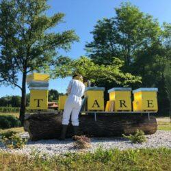 Domani la “Giornata mondiale delle api”: da Dolegna del Collio l ...