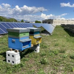 Maniago, quando le api misurano la “salute” della zona industriale ...